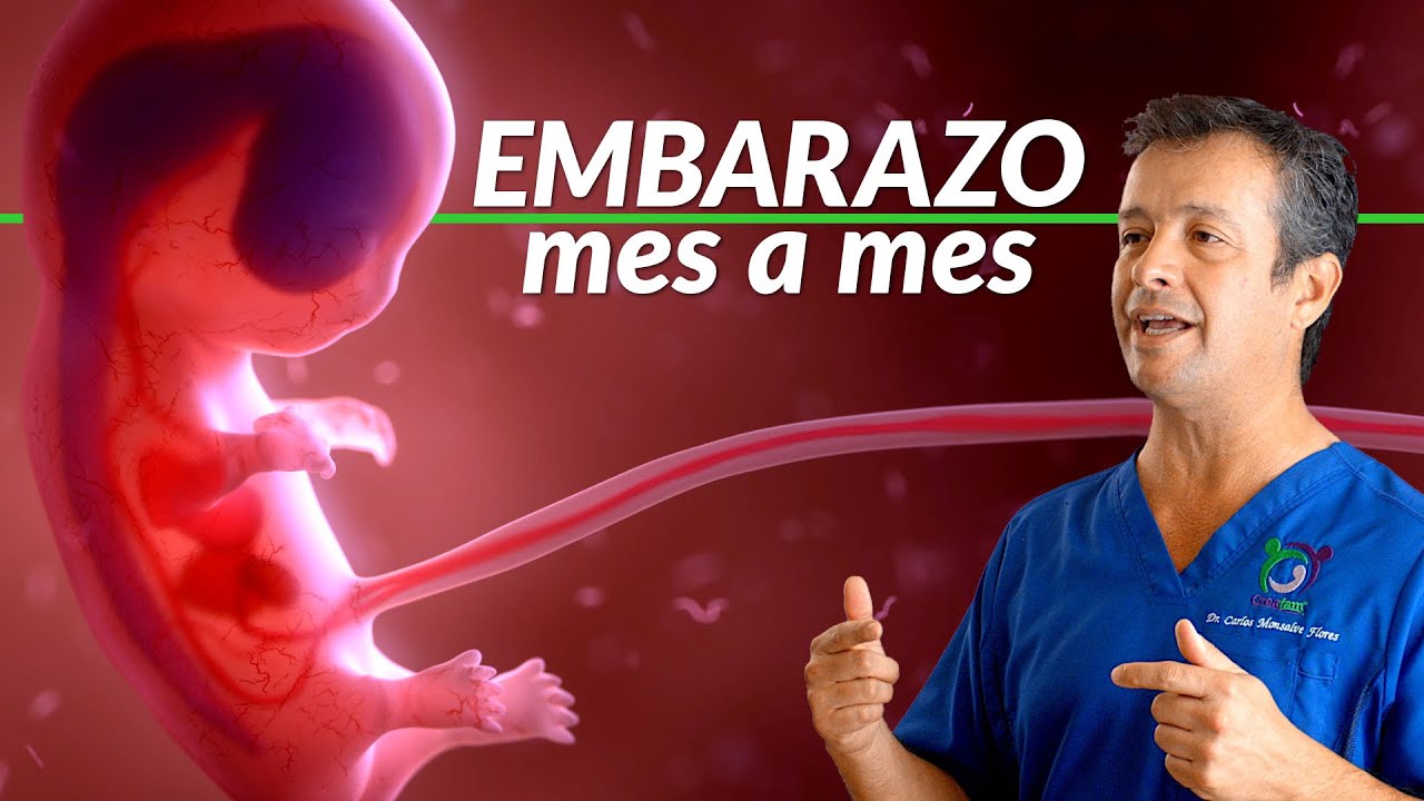Embarazo mes a mes [Fecundación y desarrollo de embrión a feto, y a ...